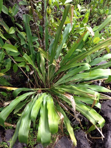 Pitcairnia funkiae Care (Watering, Fertilize, Pruning, Propagation ...