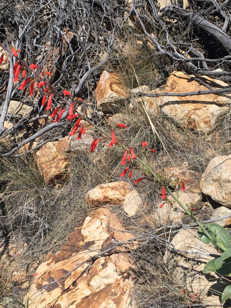 Big bend beardtongue (Penstemon havardii) Flower, Leaf, Care, Uses ...