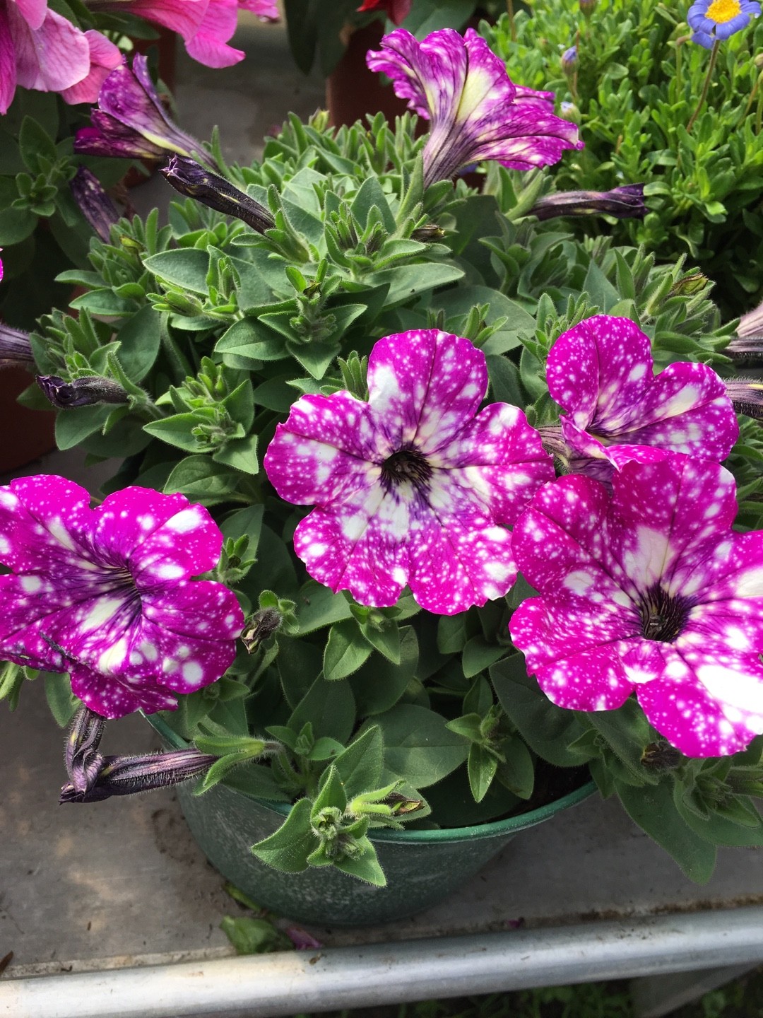 Petunias (Petunia) Flower, Leaf, Care, Uses - PictureThis