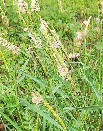 foxtail grass Care (Watering, Fertilize, Pruning, Propagation ...