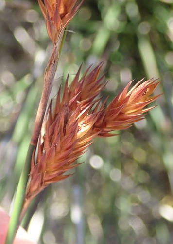 Thamnochortus insignis - PictureThis