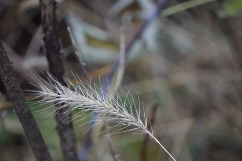 Élyme velu (Elymus villosus) - PictureThis