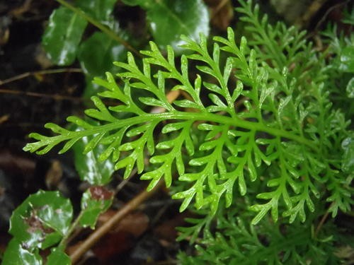 Asplenium rutifolium - PictureThis