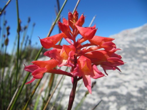 Disa ferruginea - PictureThis