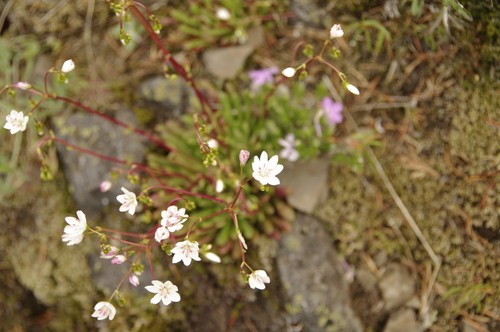 Lewisia columbiana - PictureThis