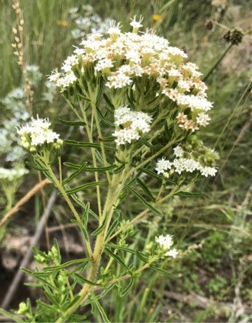 Zaragatoa (Plantago afra) - PictureThis