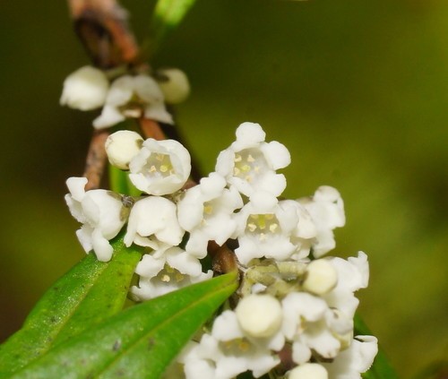 Logania albiflora Flower, Leaf, Care, Uses - PictureThis