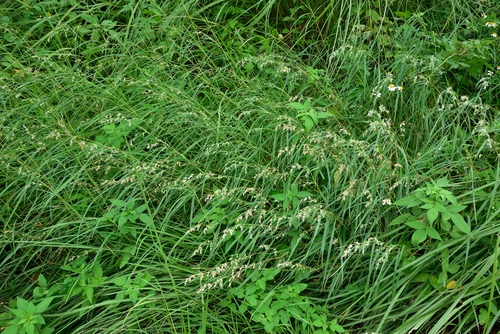 Apluda mutica - PictureThis