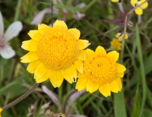 Lasthenia fremontii - PictureThis