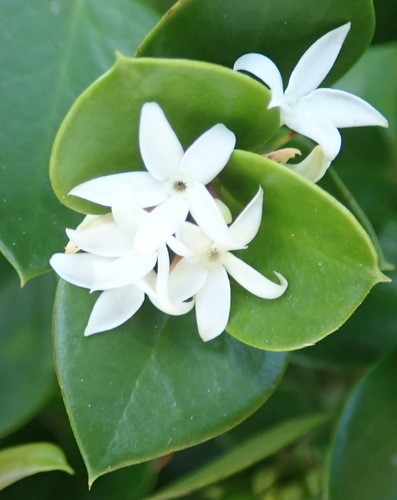 Lowveld numnum (Carissa bispinosa) Flower, Leaf, Care, Uses - PictureThis