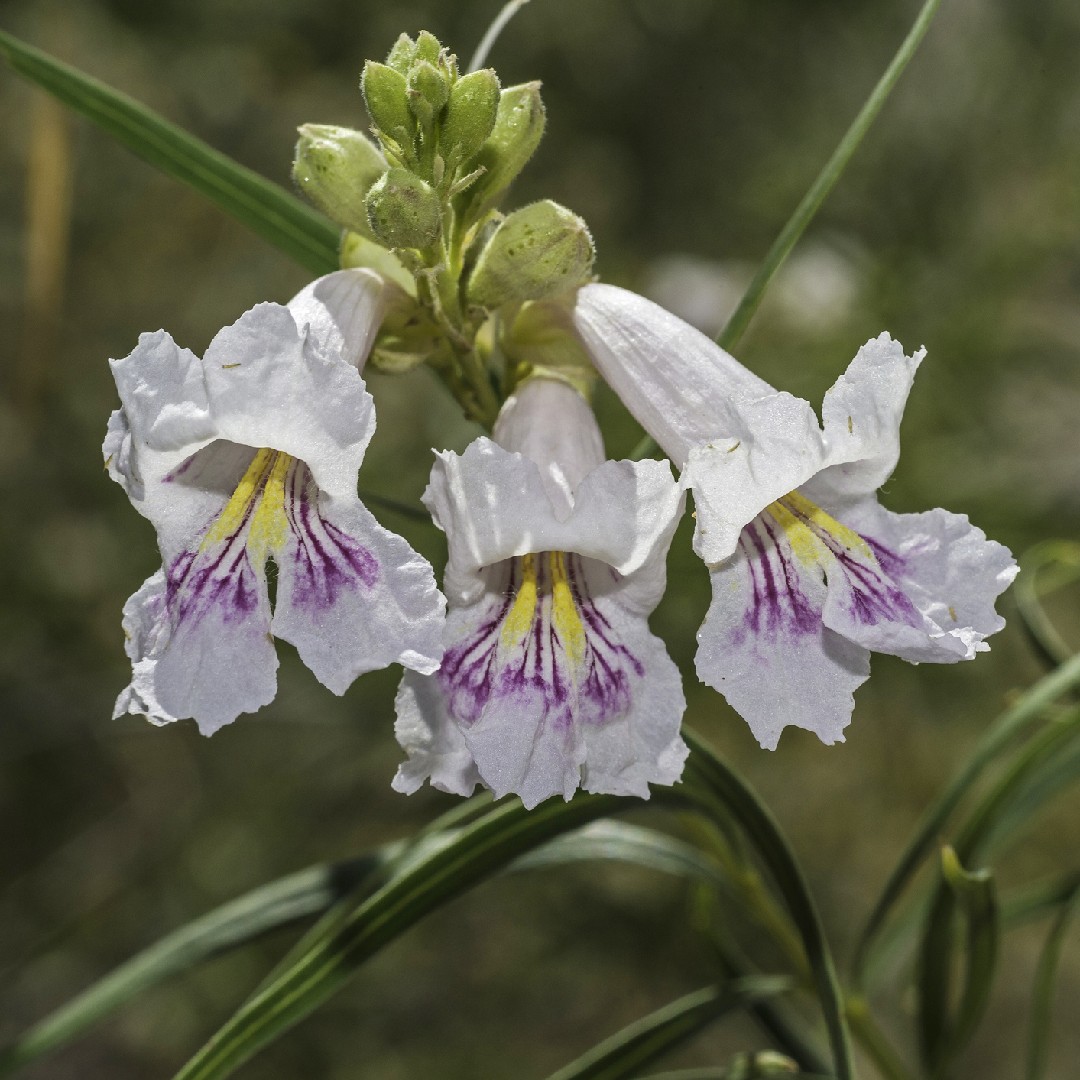 Desert willow Care (Watering, Fertilize, Pruning, Propagation) - PictureThis