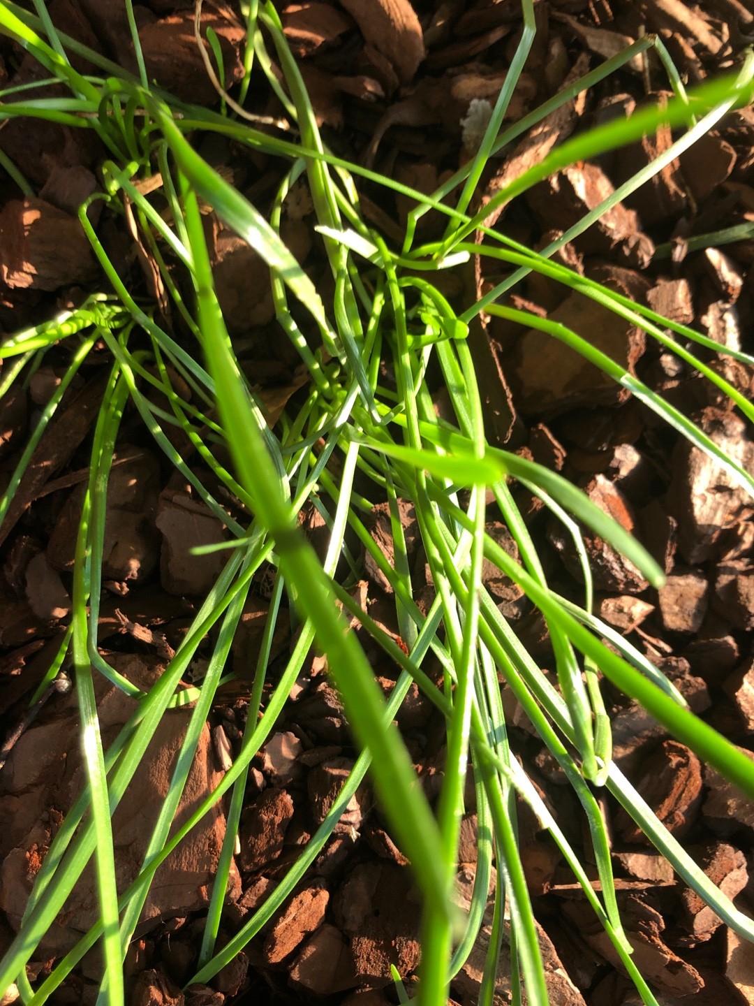 Gagea spathacea - PictureThis