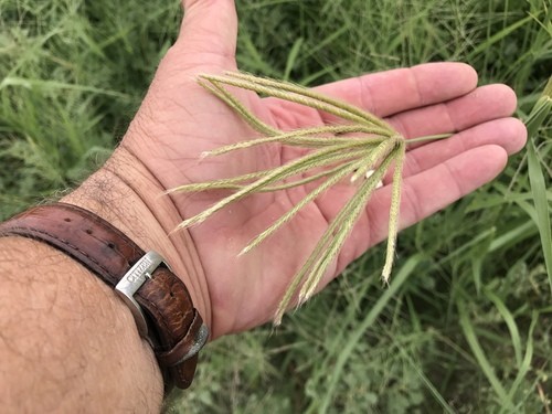 Chloris cucullata - PictureThis