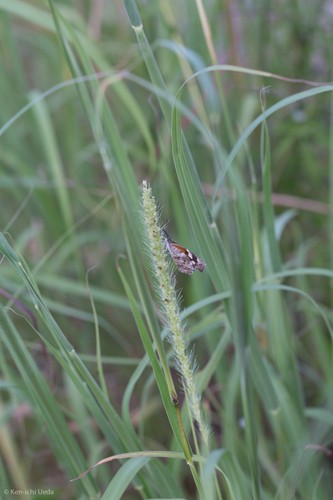 Bristle grasses (Setaria) Flower, Leaf, Care, Uses - PictureThis