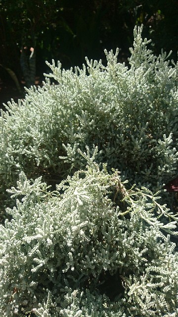 Aerva javanica - PictureThis