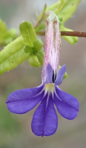 Lobelia neglecta - PictureThis