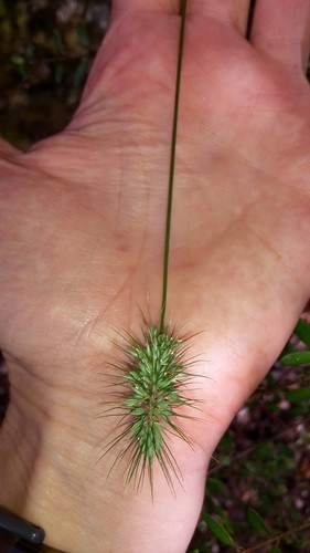 Hedgehog grass (Echinopogon ovatus) Flower, Leaf, Care, Uses - PictureThis