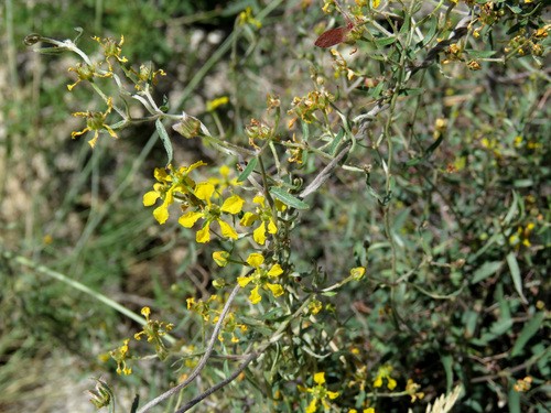 Slender janusia (Cottsia gracilis) Flower, Leaf, Care, Uses - PictureThis