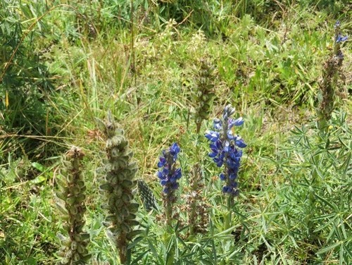 Lupinus montanus - PictureThis