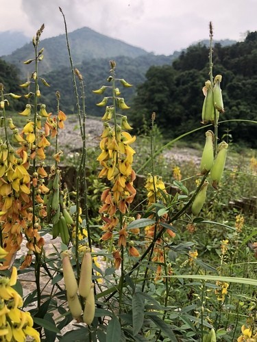 Crotalaria trichotoma - PictureThis