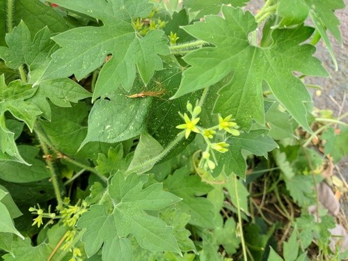 Pan caliente (Gronovia scandens) - PictureThis