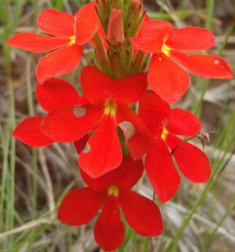 Стрига (Striga) - PictureThis