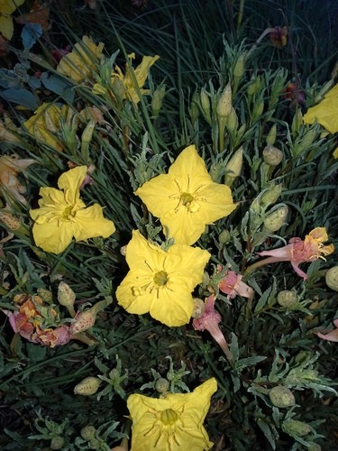 Oenothera hartwegii subsp. hartwegii 照顧，種植，繁殖，開花時間 - PictureThis