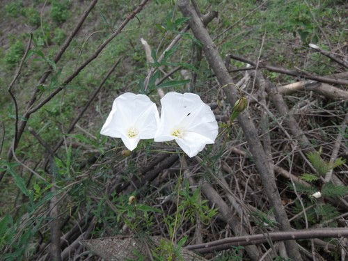 Operculina Flower, Leaf, Care, Uses - PictureThis