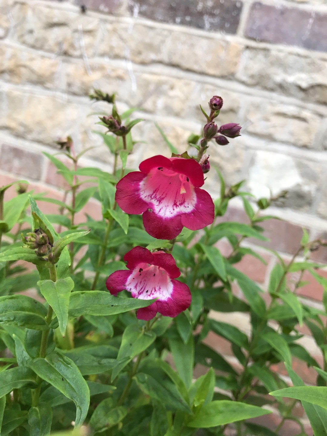 Penstemon Care (Watering, Fertilize, Pruning, Propagation) - PictureThis