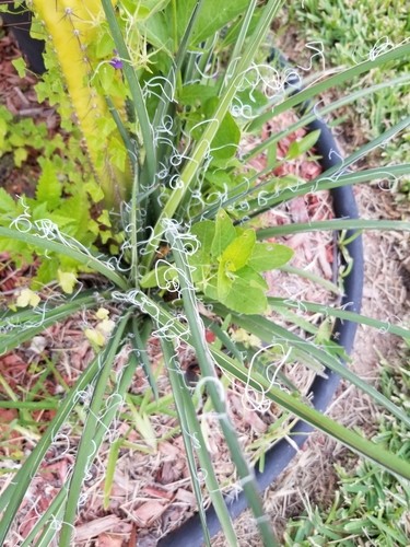 Yucca rouge (Hesperaloe parviflora) - PictureThis