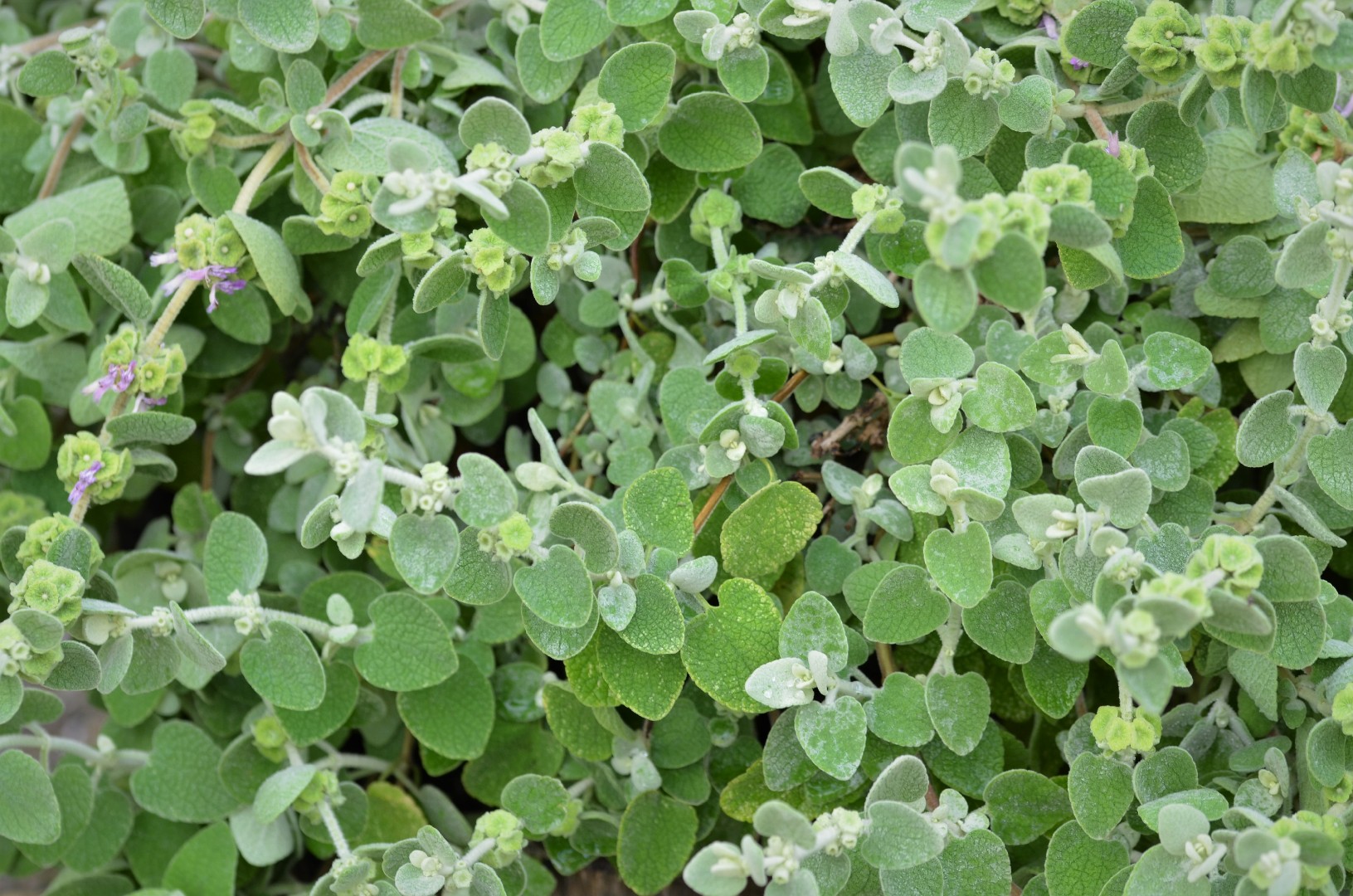 バロタ・プセウドディクタムヌス (Ballota pseudodictamnus) 花言葉，毒性，よくある質問 - PictureThis