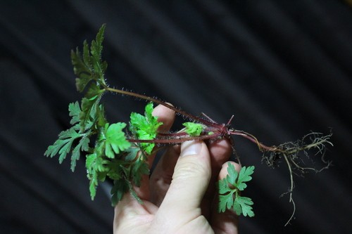 Geranium yeoi - PictureThis