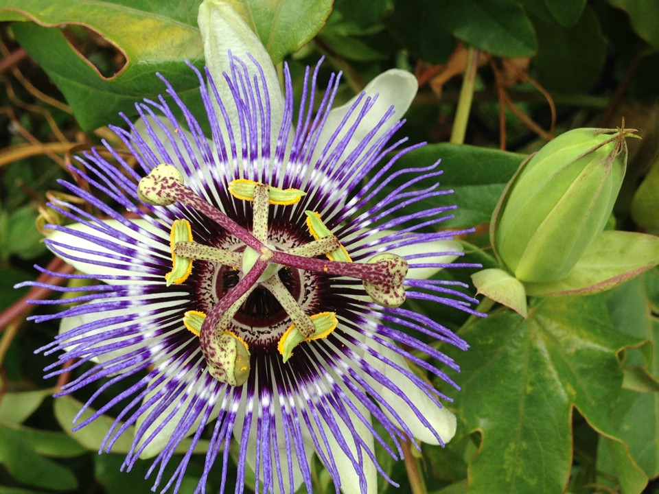 Passionflowers (Passifloraceae) Flower, Leaf, Care, Uses - PictureThis