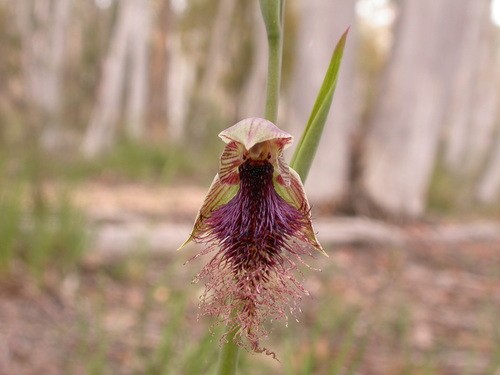 Calochilus platychilus - PictureThis
