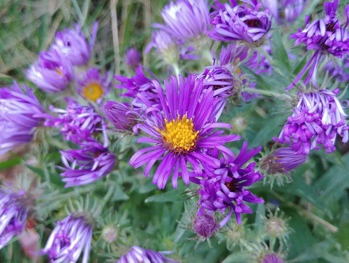 New england aster (Symphyotrichum novae-angliae) Flower, Leaf, Care, Uses - PictureThis