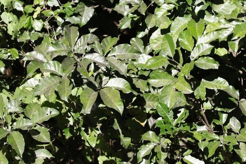 Puriri (Vitex lucens) Flower, Leaf, Care, Uses - PictureThis