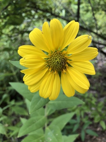 Silphium radula - PictureThis