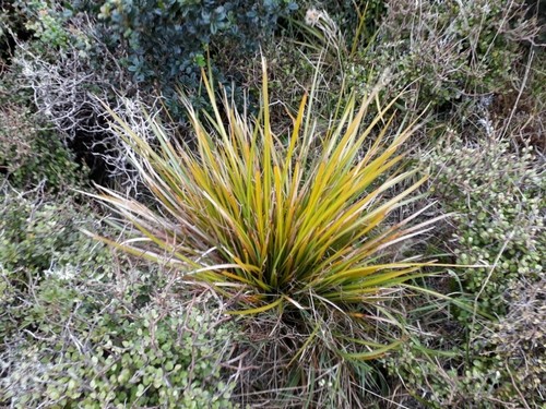 How to Plant and Grow New zealand iris(Libertia ixioides)