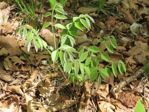 Amur maackia (Maackia amurensis) Flower, Leaf, Care, Uses - PictureThis