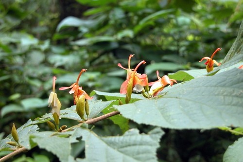 Helicteres isora - PictureThis