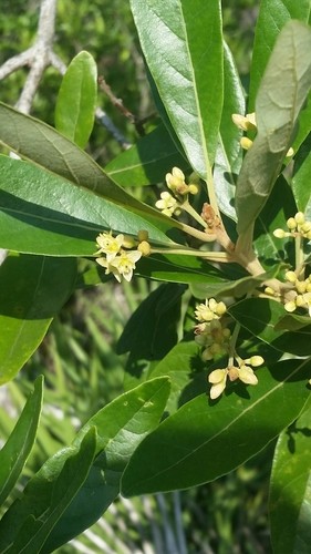 Persea palustris - PictureThis