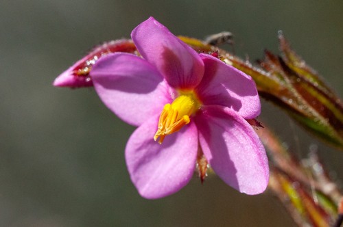Roridula dentata - PictureThis
