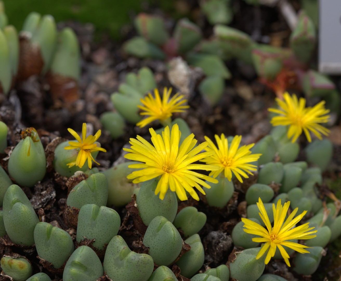 Conophytum bilobum - PictureThis
