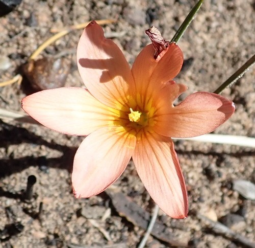 Romulea setifolia - PictureThis