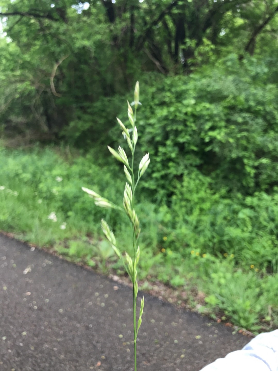 Beemdlangbloem (Lolium pratense) - PictureThis