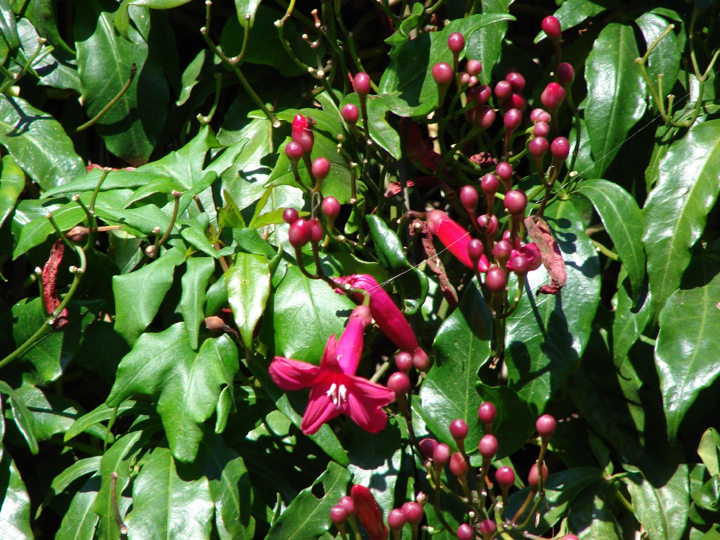Cardinal creeper (Ipomoea horsfalliae) Flower, Leaf, Care, Uses ...