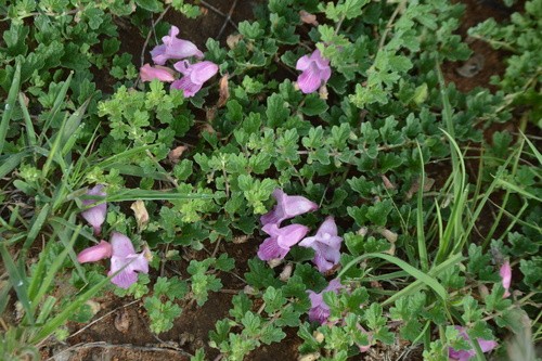 Dicerocaryum Flower, Leaf, Care, Uses - PictureThis