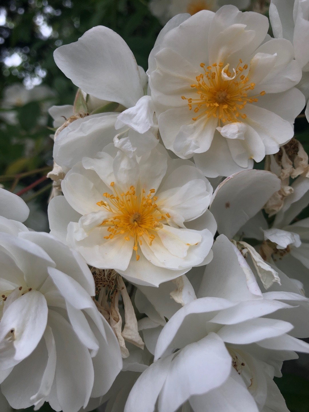 Rosa 'Bobbie James' - PictureThis