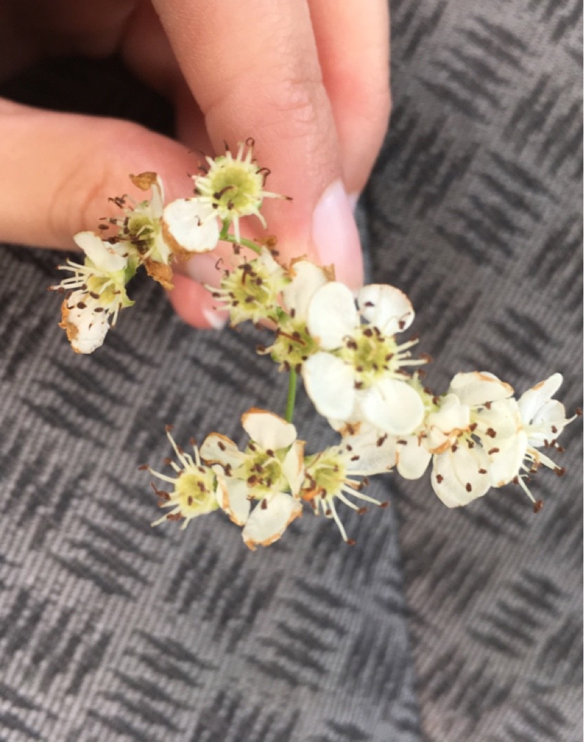 mayhaw del este (Crataegus aestivalis) - PictureThis