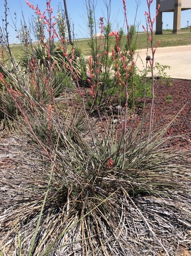 Yucca rouge (Hesperaloe parviflora) - PictureThis